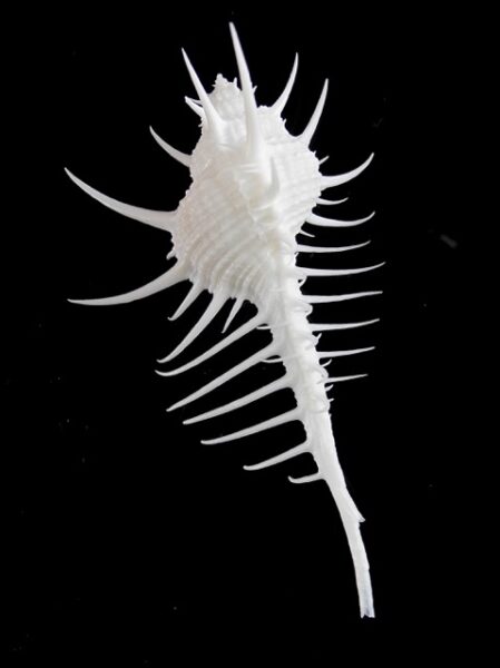 Murex (Murex) queenslandicus 88,2 mm Gem - Thelsica