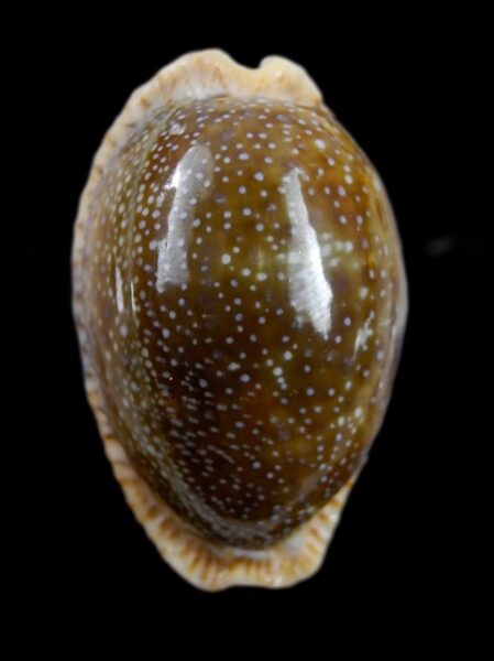 Cypraea erosa chlorizans 49,1 mm Gem - Thelsica