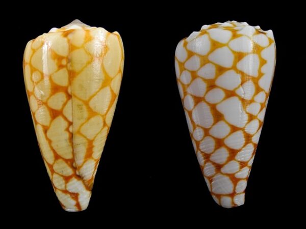 Conus marmoreus f. orange 42,6 mm F+++ W/ Perio - Thelsica