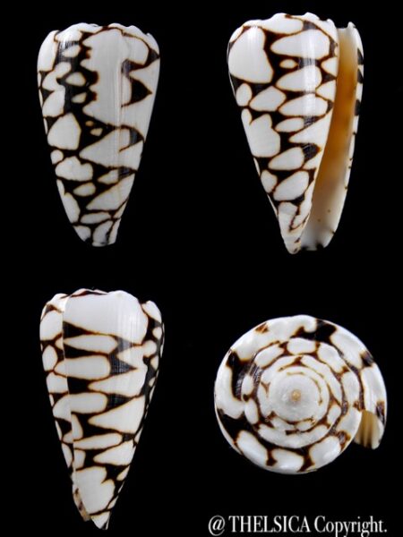Conus marmoreus suffusus f. batard.. 46,3 mm Gem - Thelsica