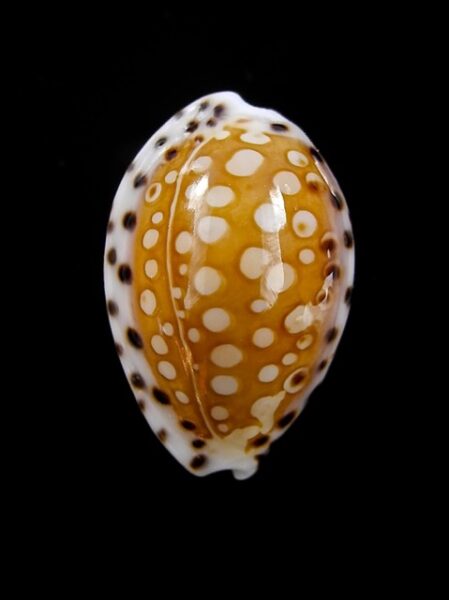 Cypraea garciai 22.1 mm Gem - Thelsica
