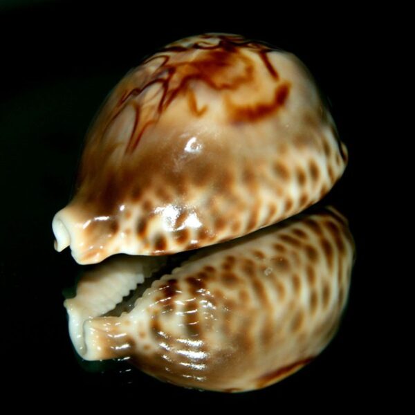 Afrozoila fultoni massieri...DWARF... 58,3 mm Gem - Thelsica