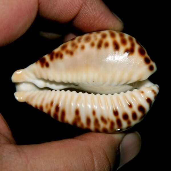 Afrozoila fultoni massieri...DWARF... 58,3 mm Gem - Thelsica