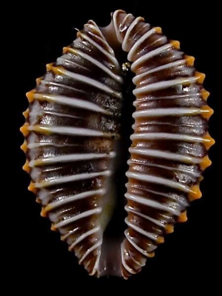 Jenneria pustulata 18,8 mm Gem - Thelsica