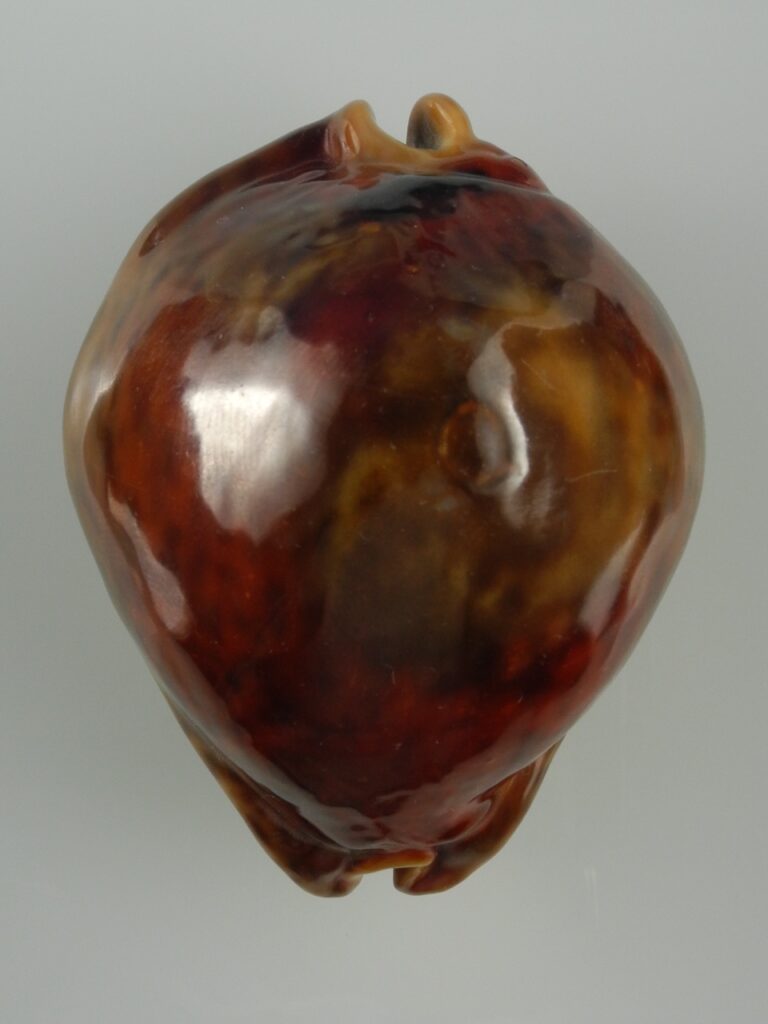 Trona stercoraria ratus ... RUSTY... 72,3 mm Gem (-) - Thelsica