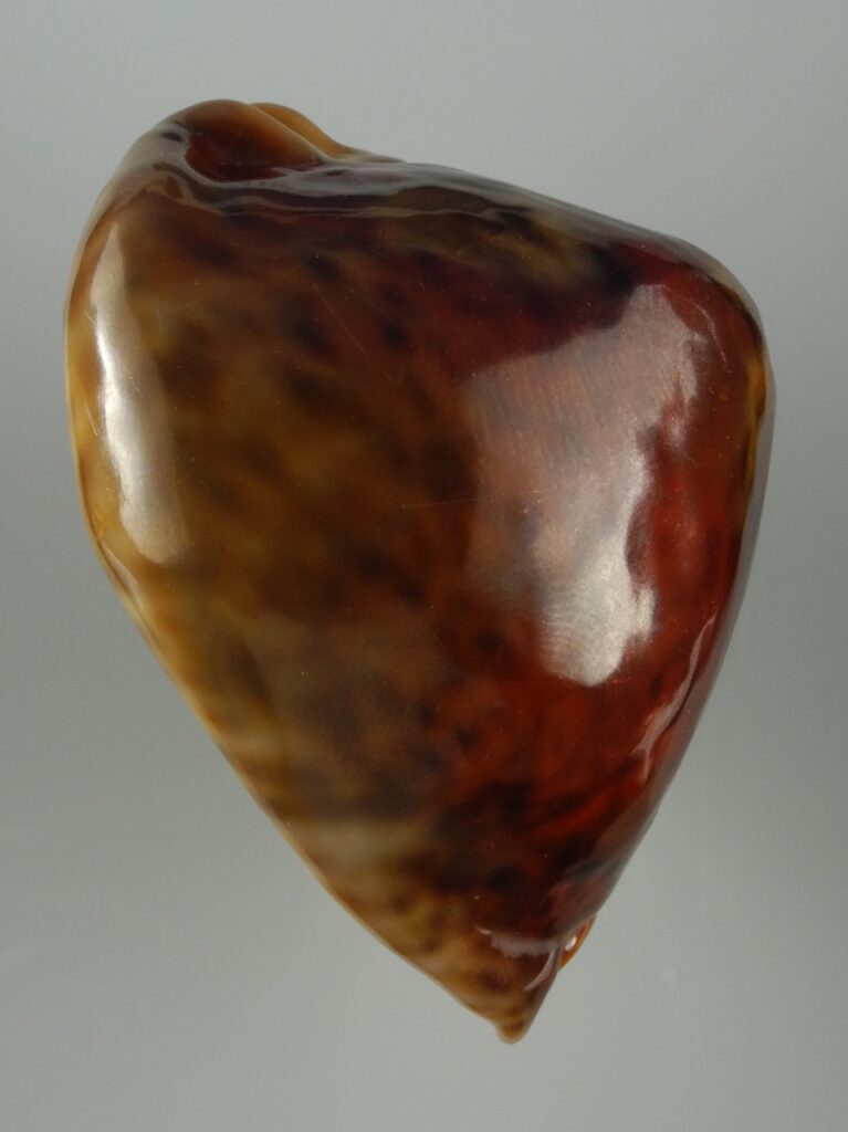 Trona stercoraria ratus ... RUSTY... 72,3 mm Gem (-) - Thelsica