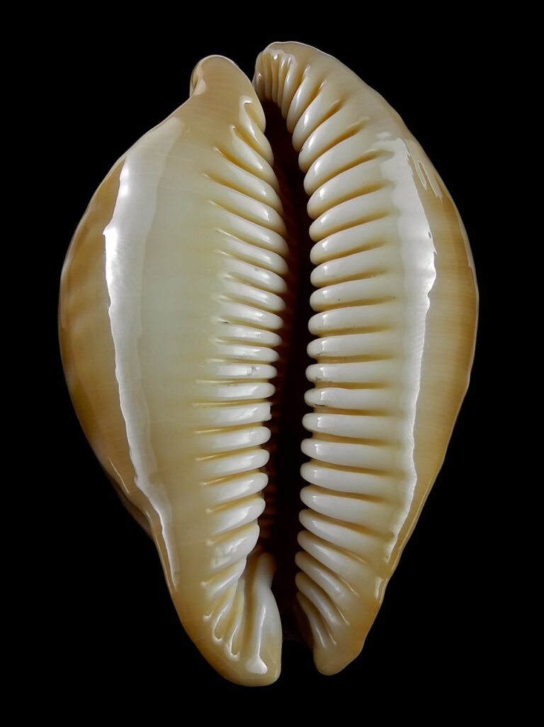 Lyncina leucodon 82 mm Gem (-) - Thelsica