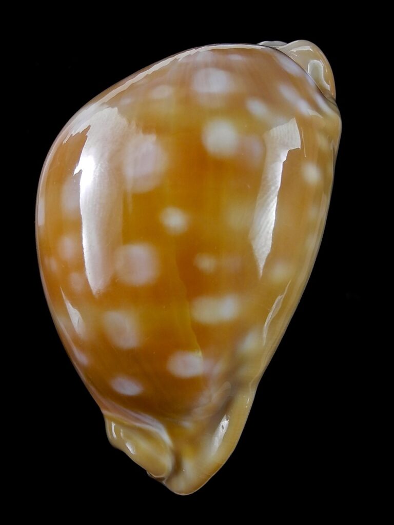 Lyncina leucodon 82 mm Gem (-) - Thelsica