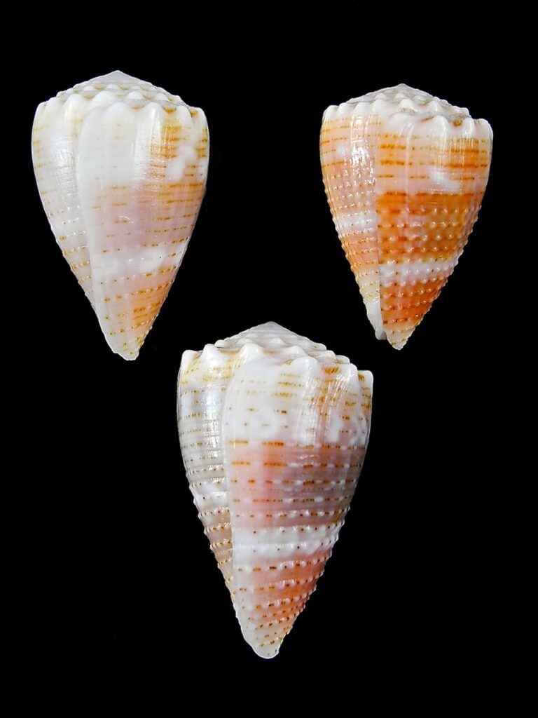 Miliariconus miliaris miliaris 27,8 / 31,3 / 34,1 mm Gem - Thelsica