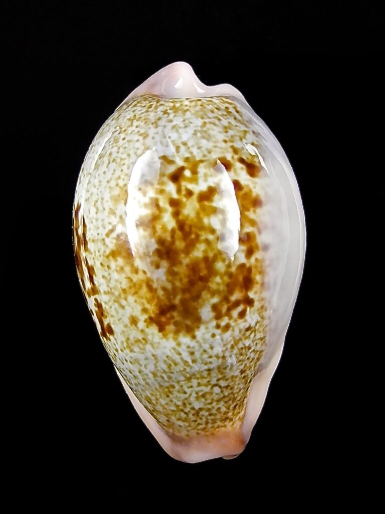 Erronea Cyp subviridis dorsalis 33,3 mm Gem - Thelsica