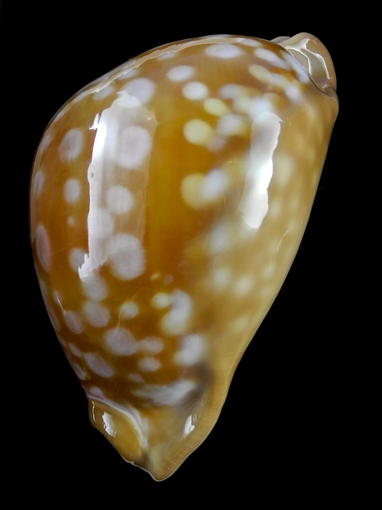 Lyncina leucodon angioyna 81,9 mm Gem - Thelsica