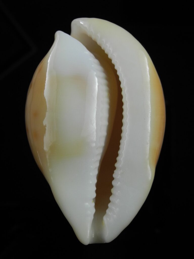 Umbilia armeniaca andreyi 73,4 mm Gem - Thelsica