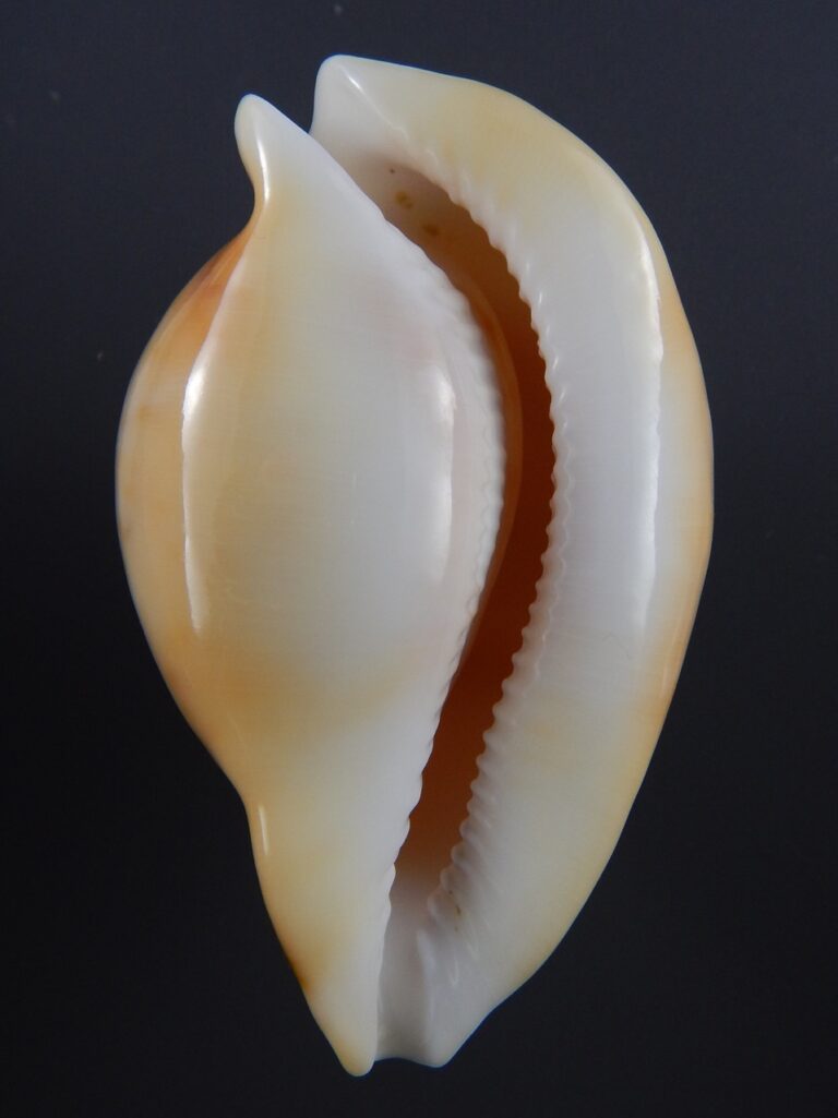 Umbilia armeniaca andreyi ..Big size.. 81,3 mm Gem - Thelsica