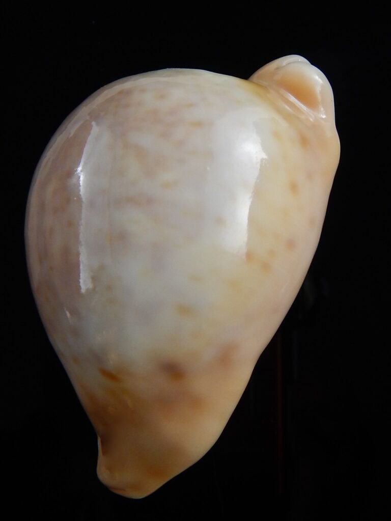 Umbilia armeniaca andreyi 72,9 mm Gem - Thelsica