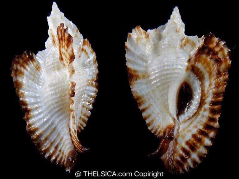 Timbellus bednalli 81,5 mm Close to Gem - Thelsica