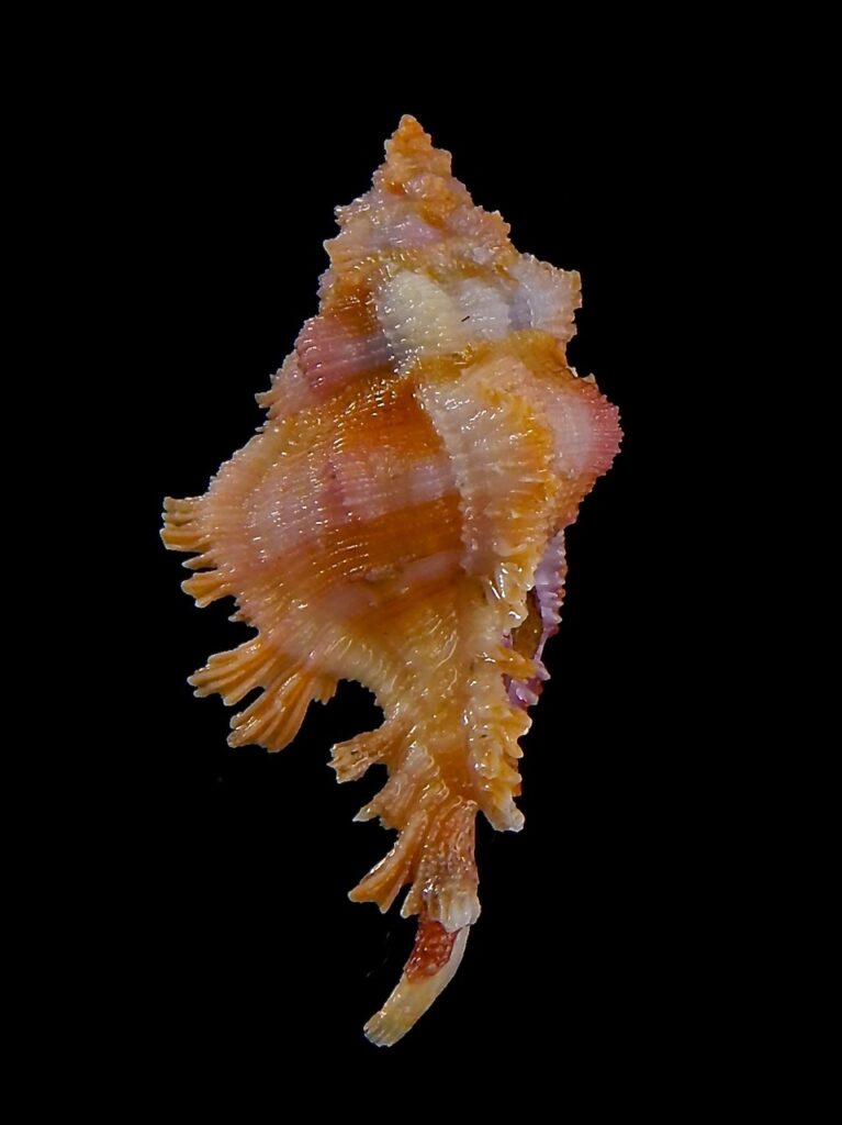 Chicoreus ingridmariae BIG SIZE 46,3 mm Gem - Thelsica