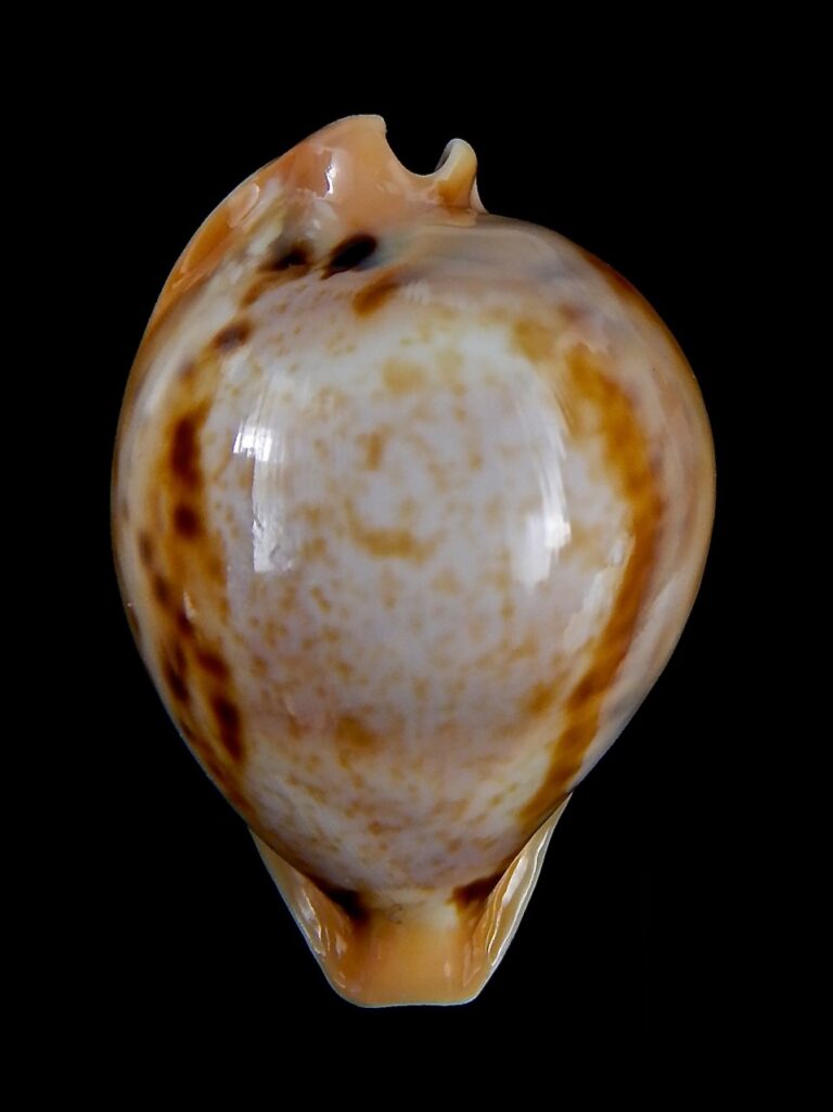 Nesiocypraea teramachii neocaledonica 50,4 mm Gem - Thelsica