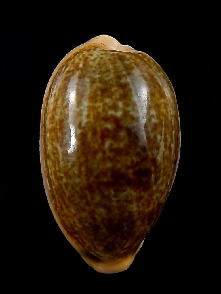 Erronea errones bimaculata .. GIANT ... 35,1 mm Gem - Thelsica