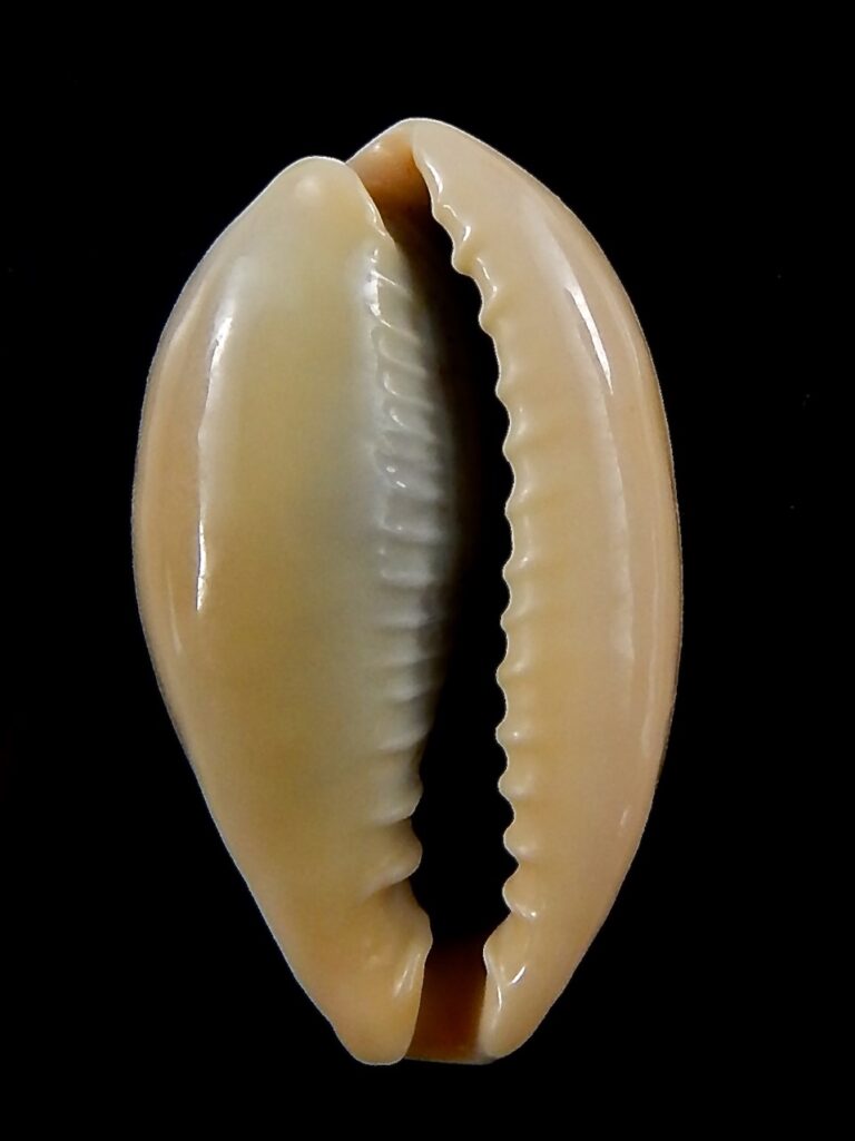 Erronea errones bimaculata .. GIANT ... 35,1 mm Gem - Thelsica