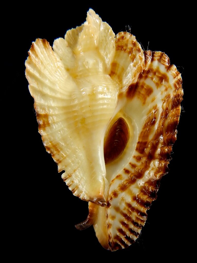 Timbellus bednalli 72,8 mm Gem - Thelsica