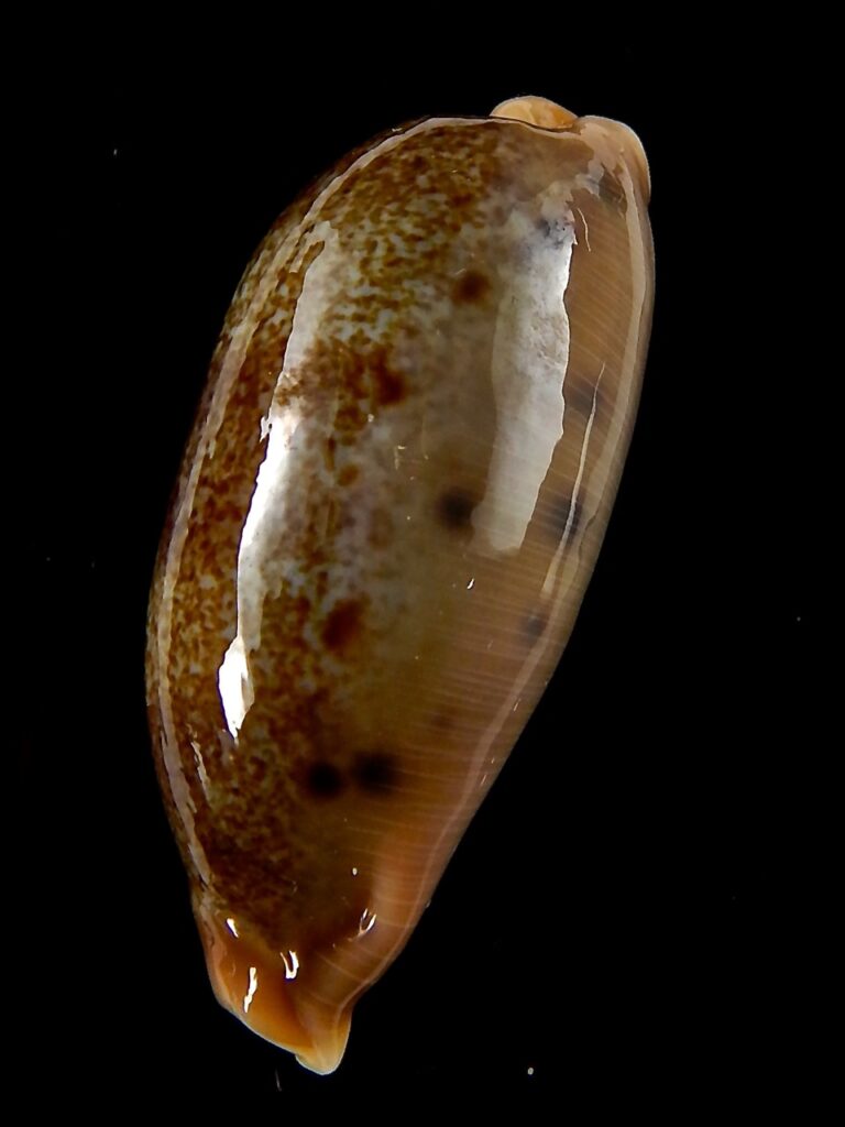 Erronea caurica longior 44,7 mm Gem - Thelsica