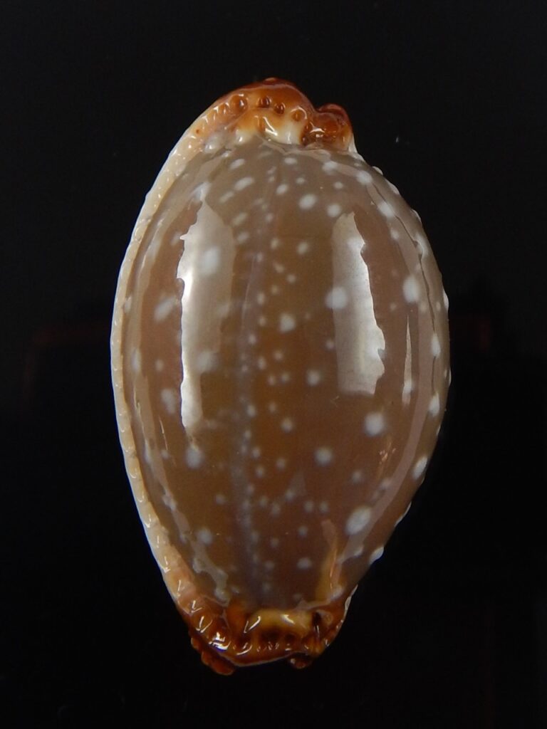 Staphylaea limacina staphylaeformis 34,5 mm Gem - Thelsica