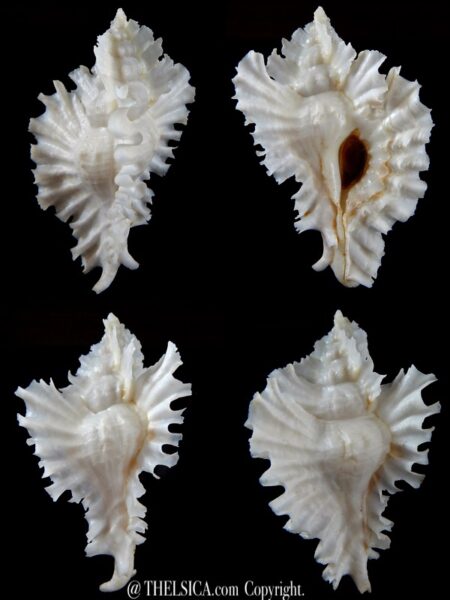 Muricidae Archives - Thelsica