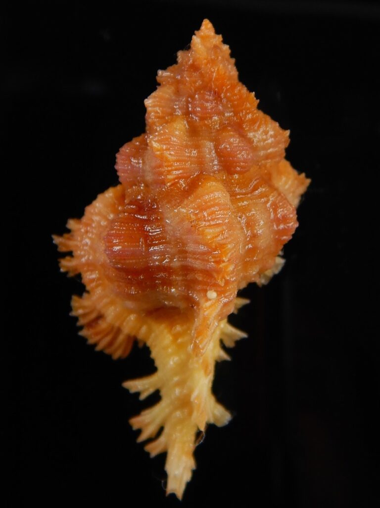 Chicoreus ingridmariae ... Giant ... 43,42 mm Gem - Thelsica