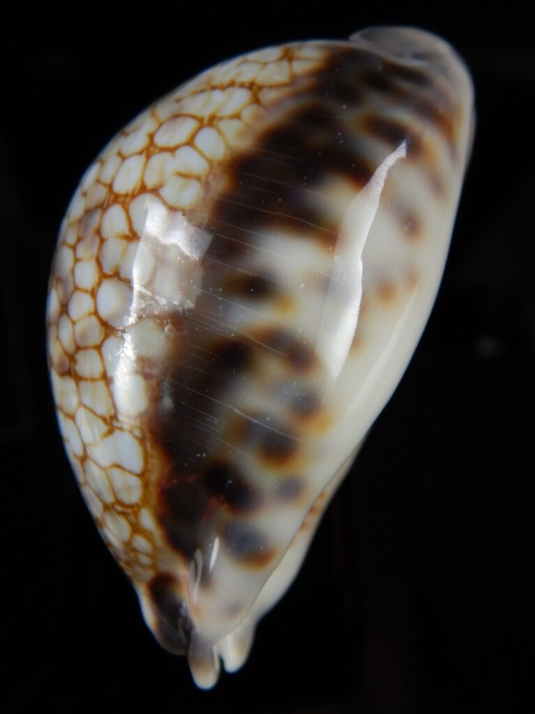 Mauritia histrio westralis ...Big size... 70,95 mm Gem - Thelsica