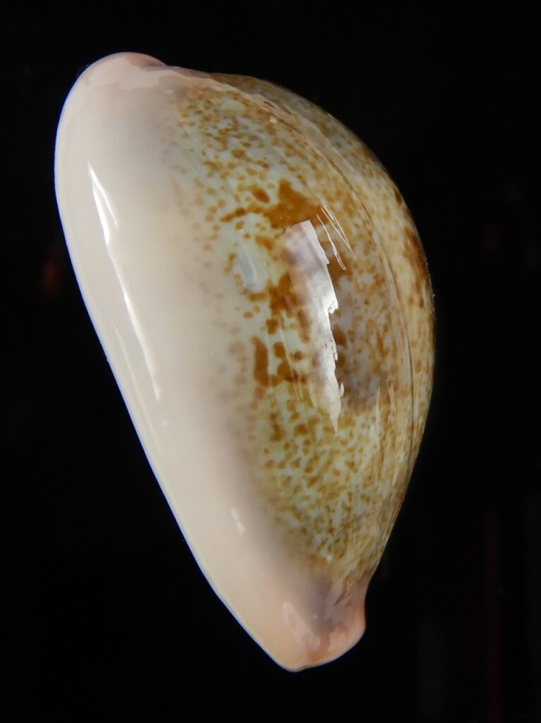 Erronea subviridis dorsalis ... Big size.. 36,72 mm Gem - Thelsica