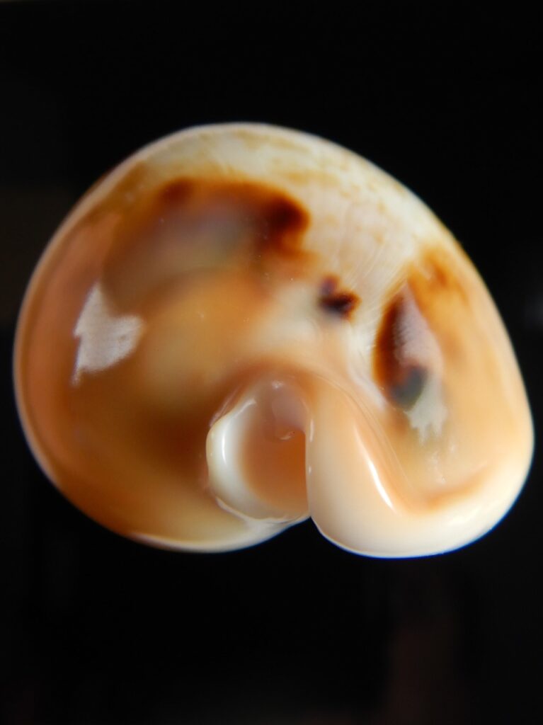Nesiocypraea teramachii neocaledonica 56,85 mm Gem - Thelsica