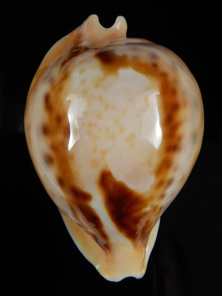 Nesiocypraea teramachii neocaledonica 54,98 mm Gem - Thelsica