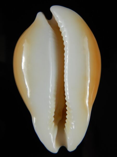 Nesiocypraea teramachii neocaledonica 54,98 mm Gem - Thelsica