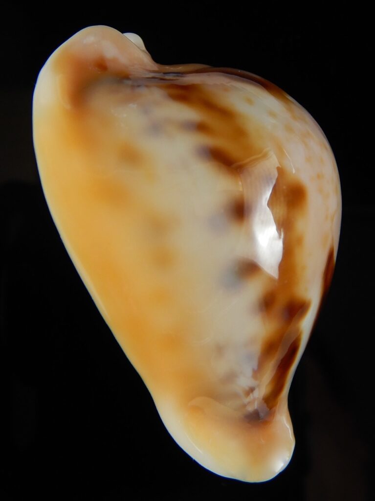 Nesiocypraea teramachii neocaledonica 54,98 mm Gem - Thelsica