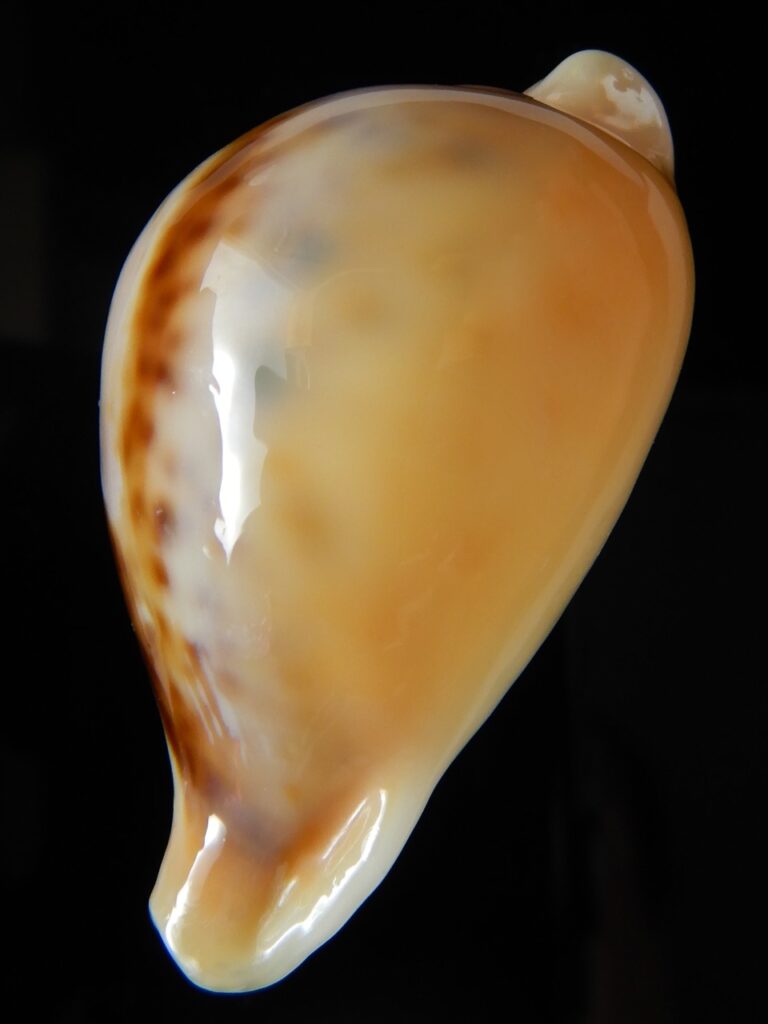 Nesiocypraea teramachii neocaledonica 54,98 mm Gem - Thelsica