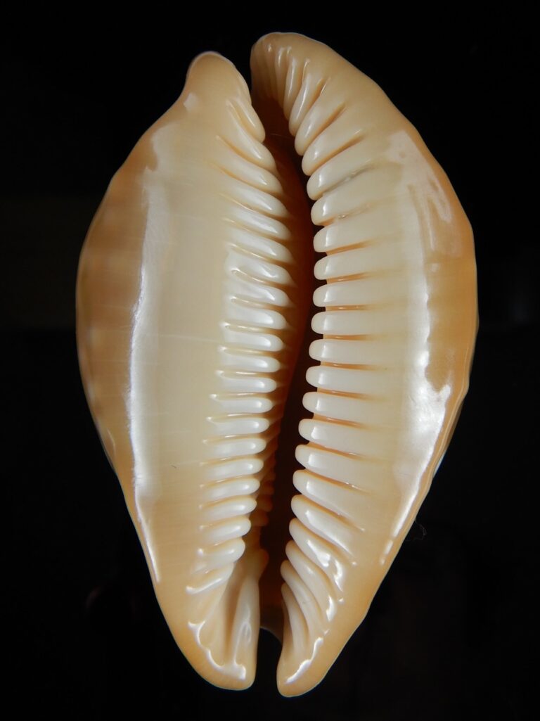 Callistocypraea leucodon escotoi.. Big size... 77.90 mm F+++/Gem - Thelsica