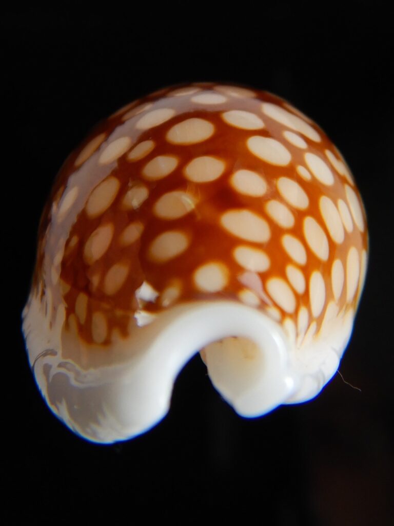 Cribrarula cribraria cribraria.... GIANT... 39,65 mm Gem - Thelsica