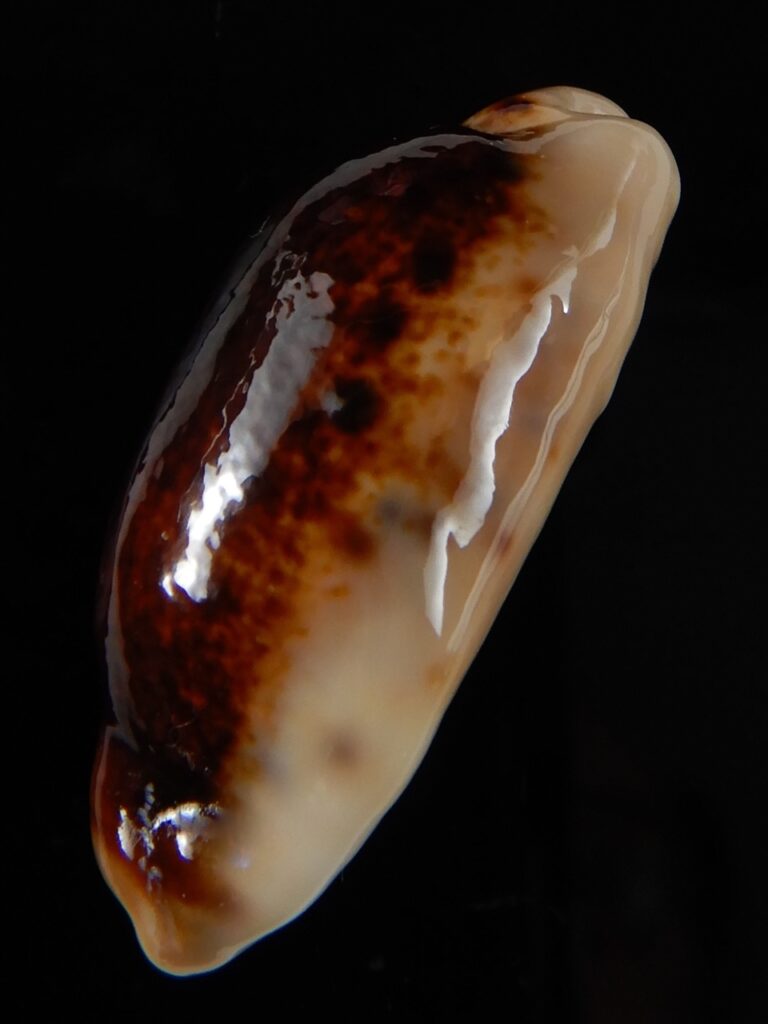 Erronea caurica longior N&R 40,90 mm Gem - Thelsica