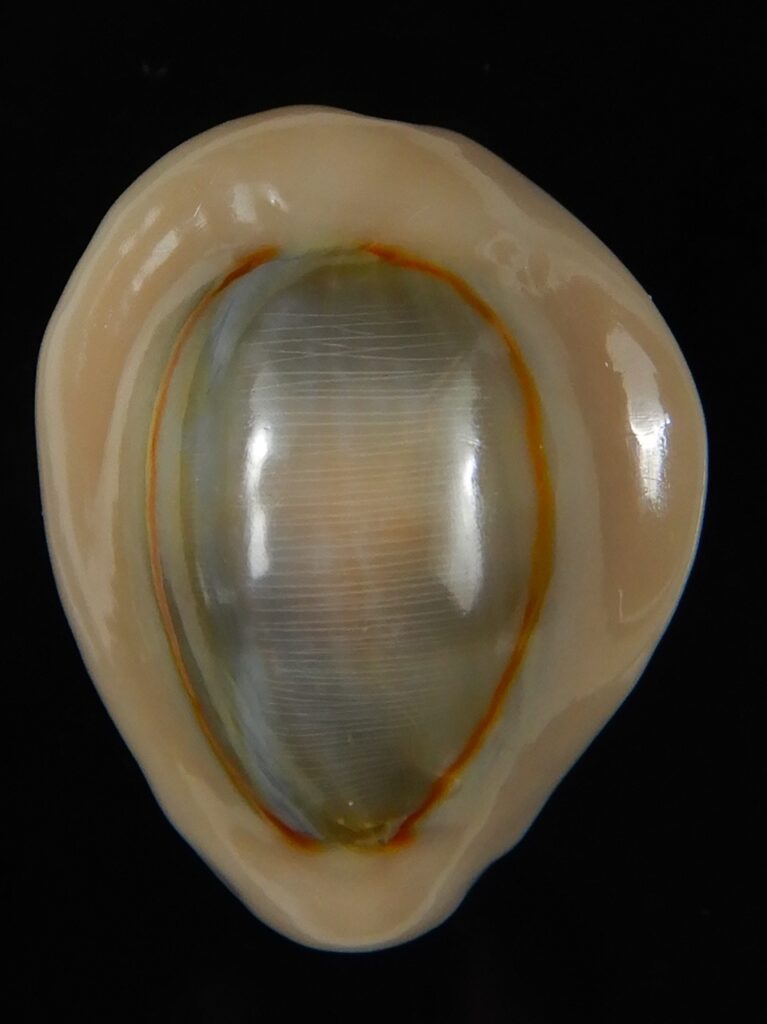 Monetaria annulus annulus... 26,50 mm Gem - Thelsica