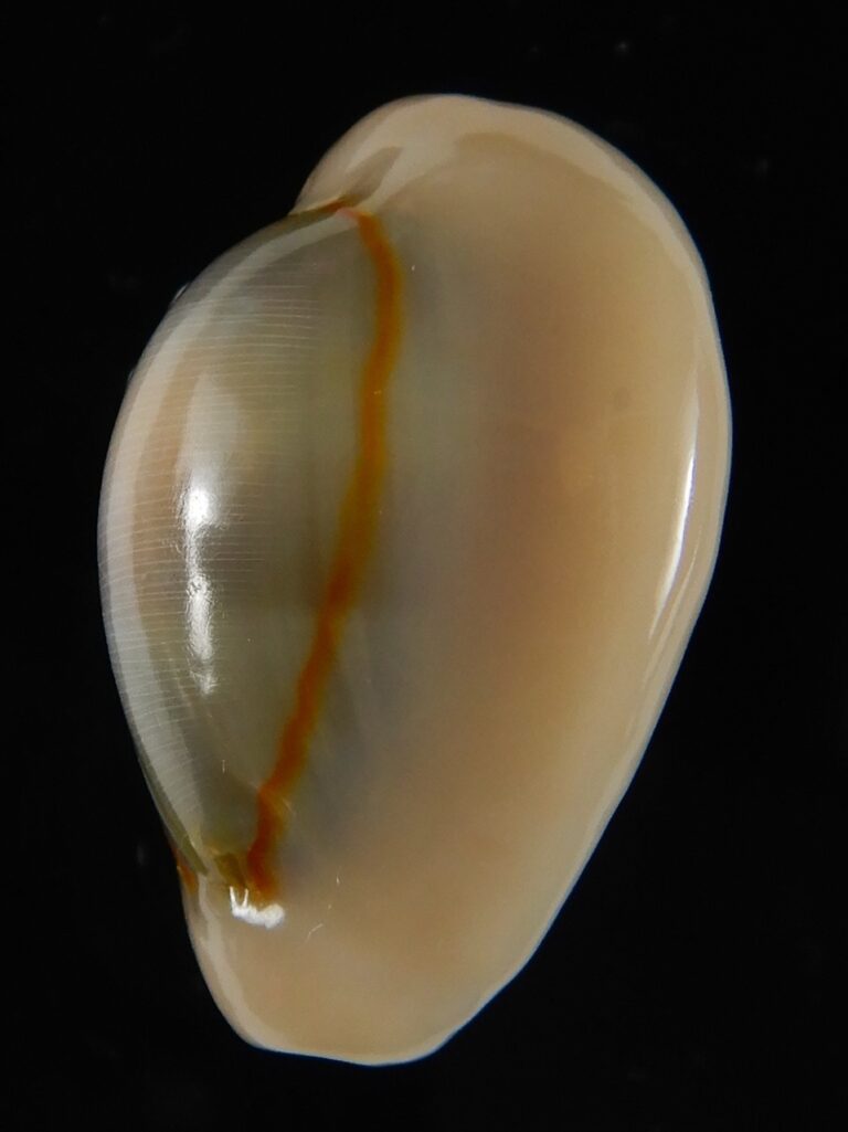 Monetaria annulus annulus... 26,50 mm Gem - Thelsica