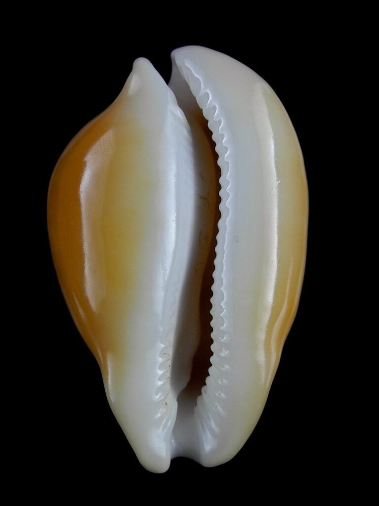 Nesiocypraea teramachii neocaledonica 57,2 mm Gem - Thelsica