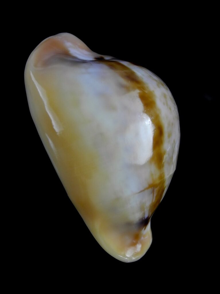 Nesiocypraea teramachii neocaledonica 57,2 mm Gem - Thelsica