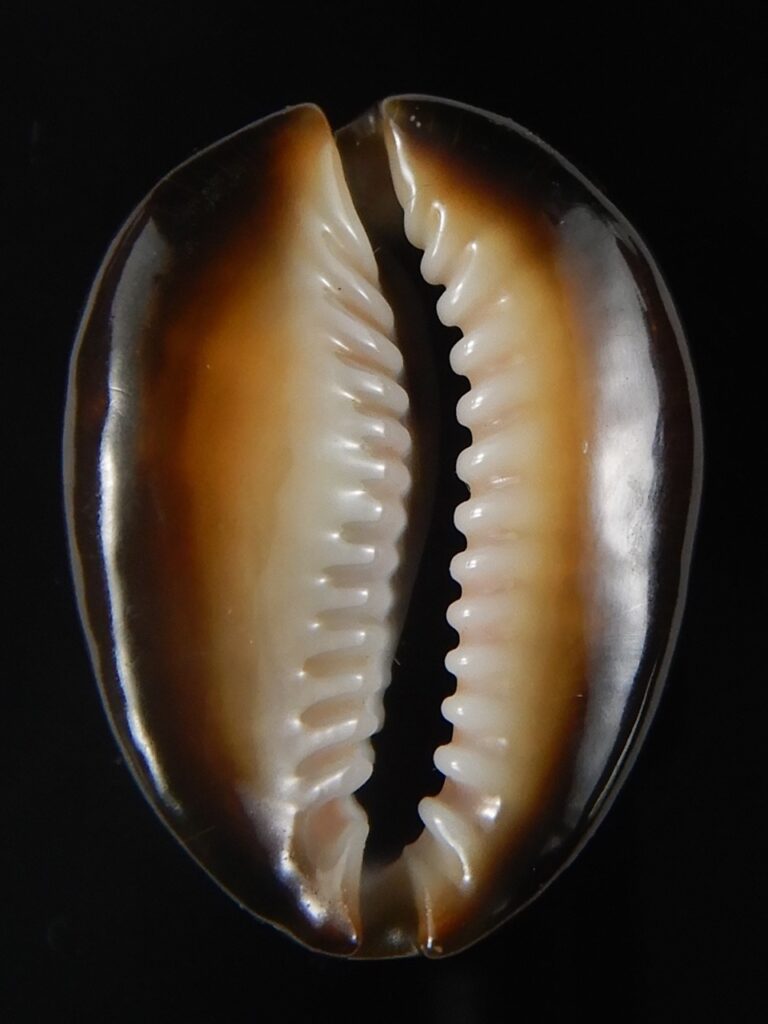 Monetaria caputserpentis ... RUSTY ... 31.64 mm F+++/Gem - Thelsica