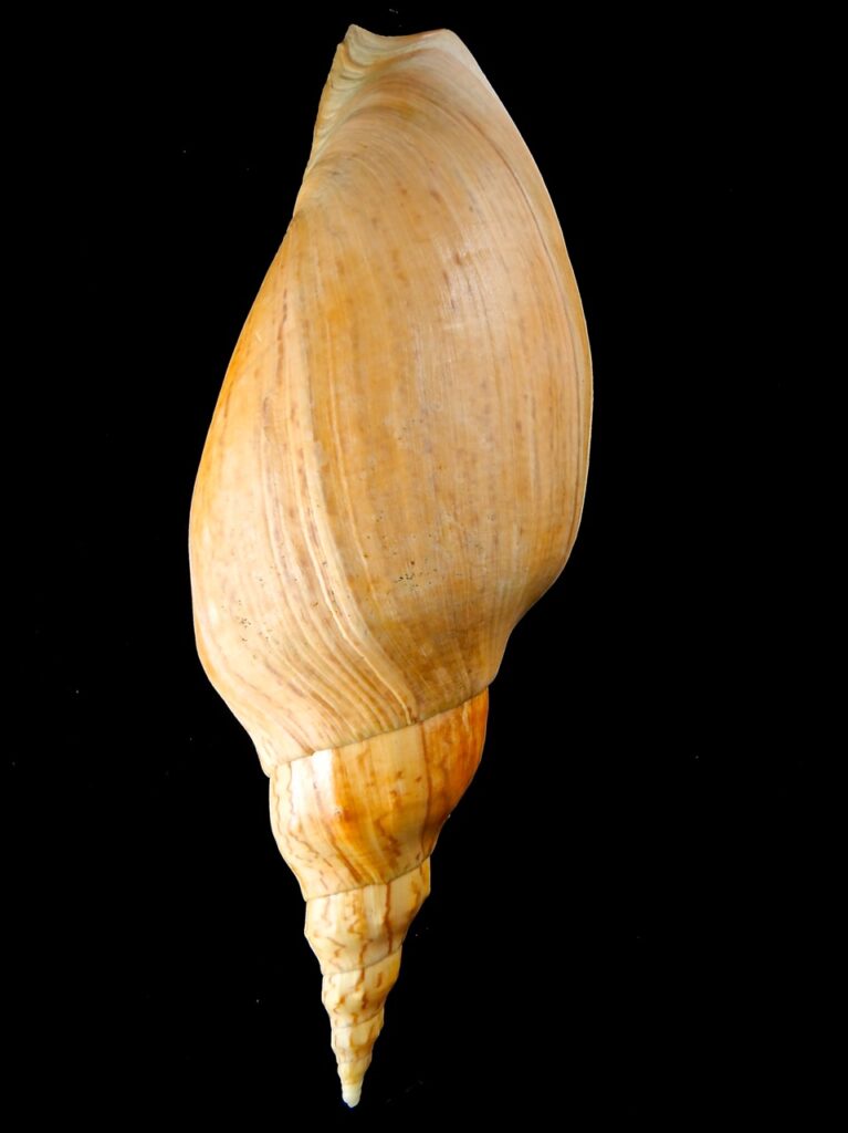 Adelomelon beckii beckii 36,20 mm Gem - Thelsica