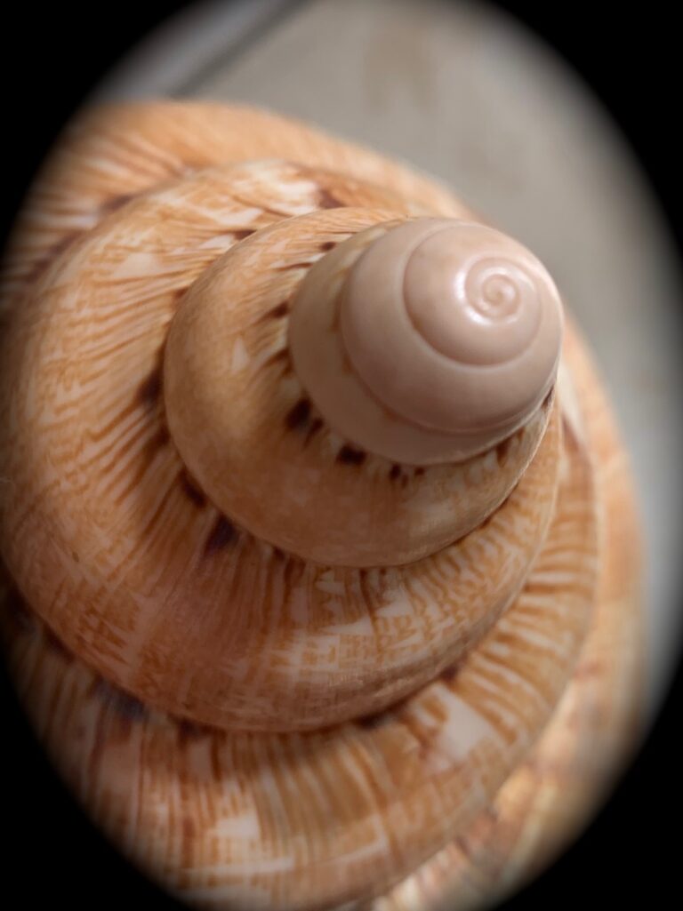 Cymbiola magnifica ... GIANT ... 290 mm Gem - Thelsica