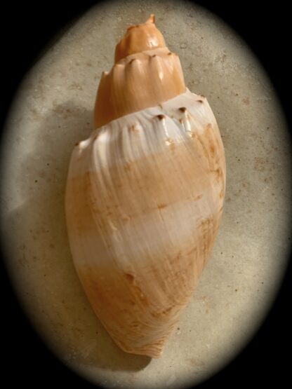 Volutidae Archives - Page 3 of 4 - Thelsica