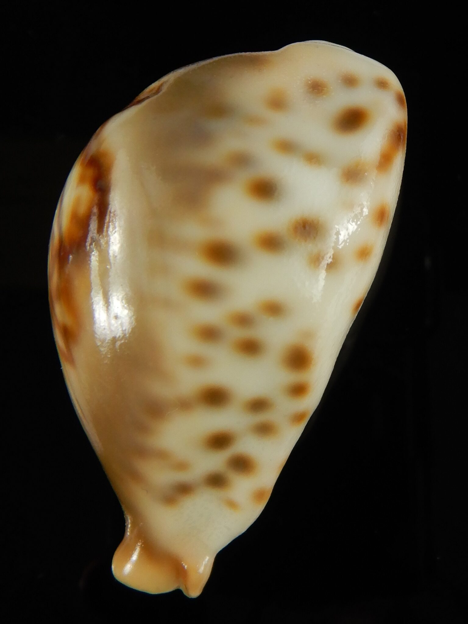 Barycypraea fultoni amorimi massieri 67.53 mm Gem - Thelsica
