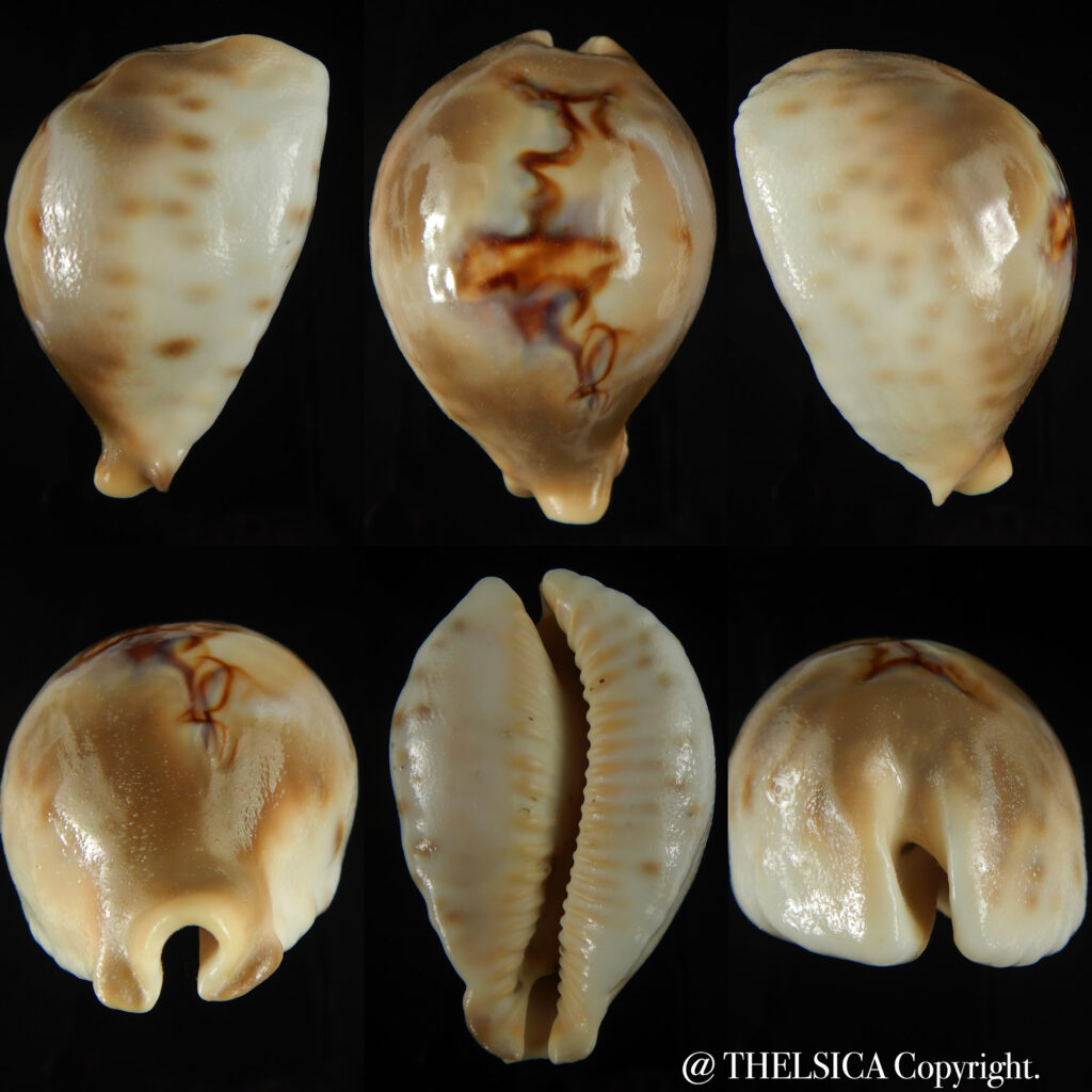 Barycypraea fultoni amorimi massieri .70.82 mm Gem - Thelsica