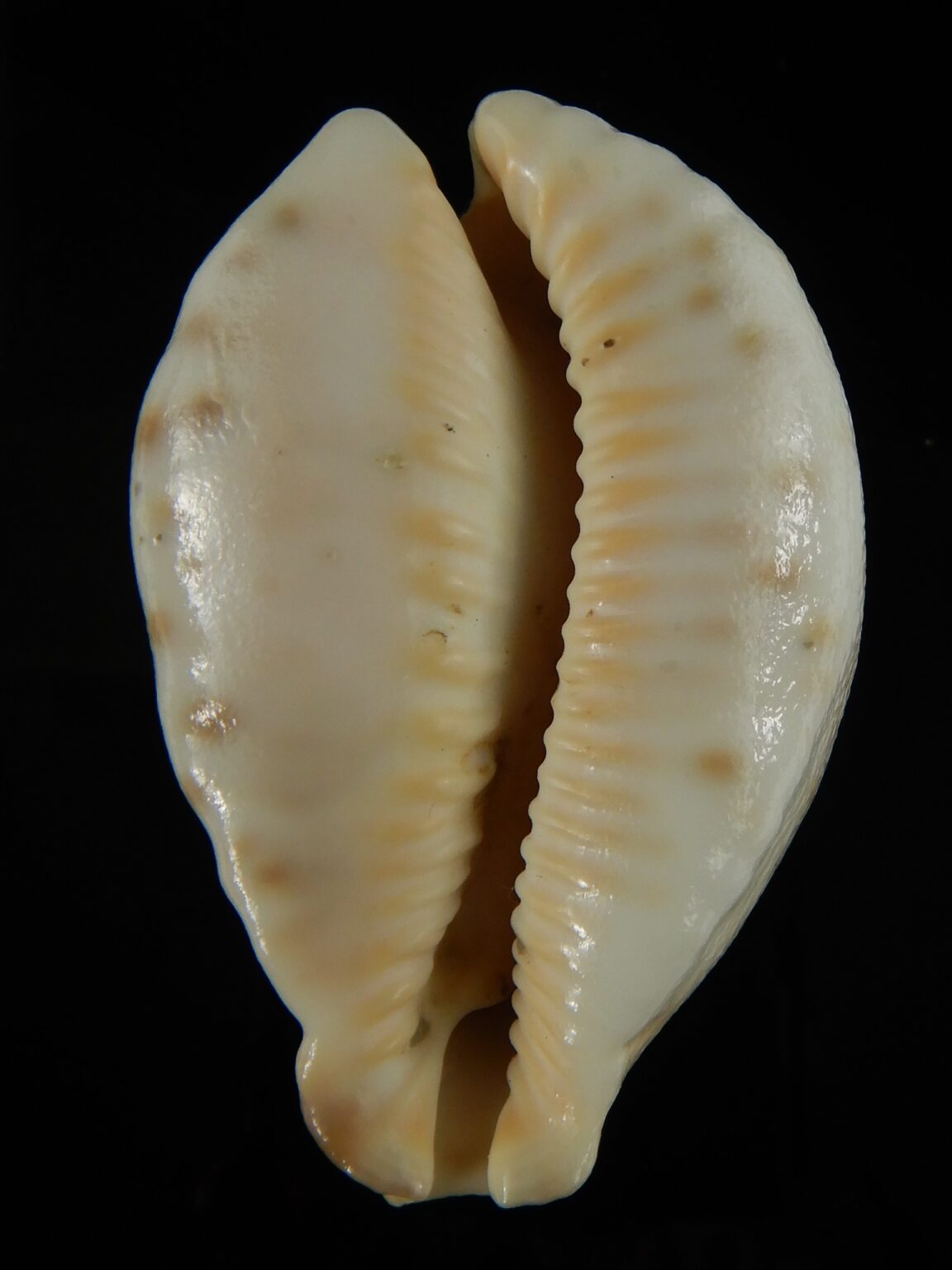 Barycypraea fultoni amorimi massieri .70.82 mm Gem - Thelsica