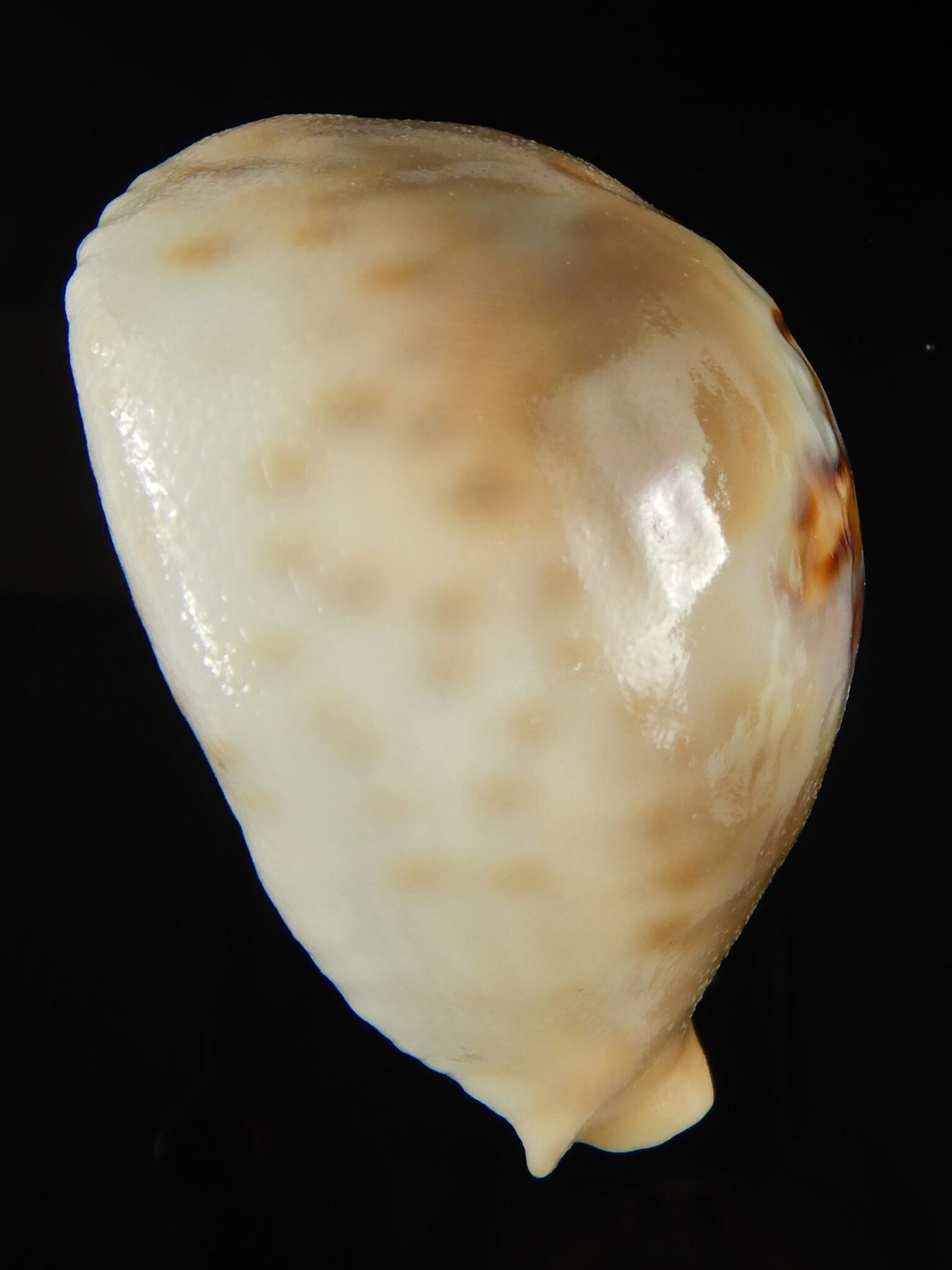 Barycypraea fultoni amorimi massieri .70.82 mm Gem - Thelsica
